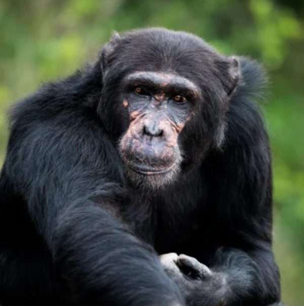 About Ol Pejeta - Ol Pejeta Conservancy